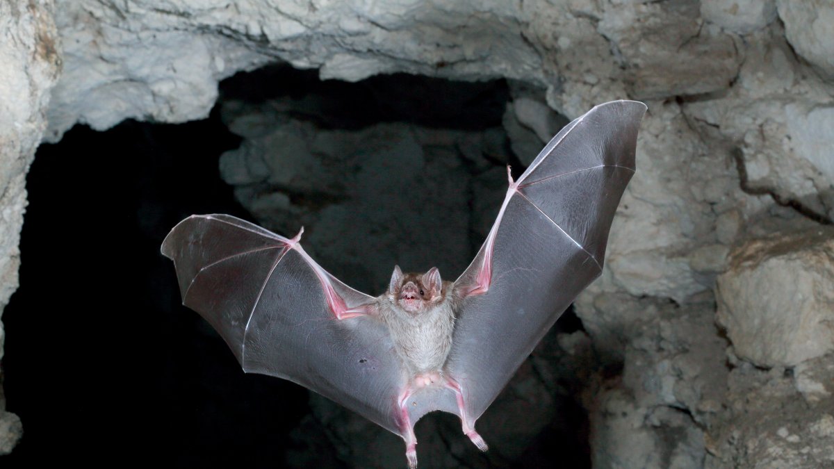 Three bats test positive for rabies in New Fairfield – NBC Connecticut