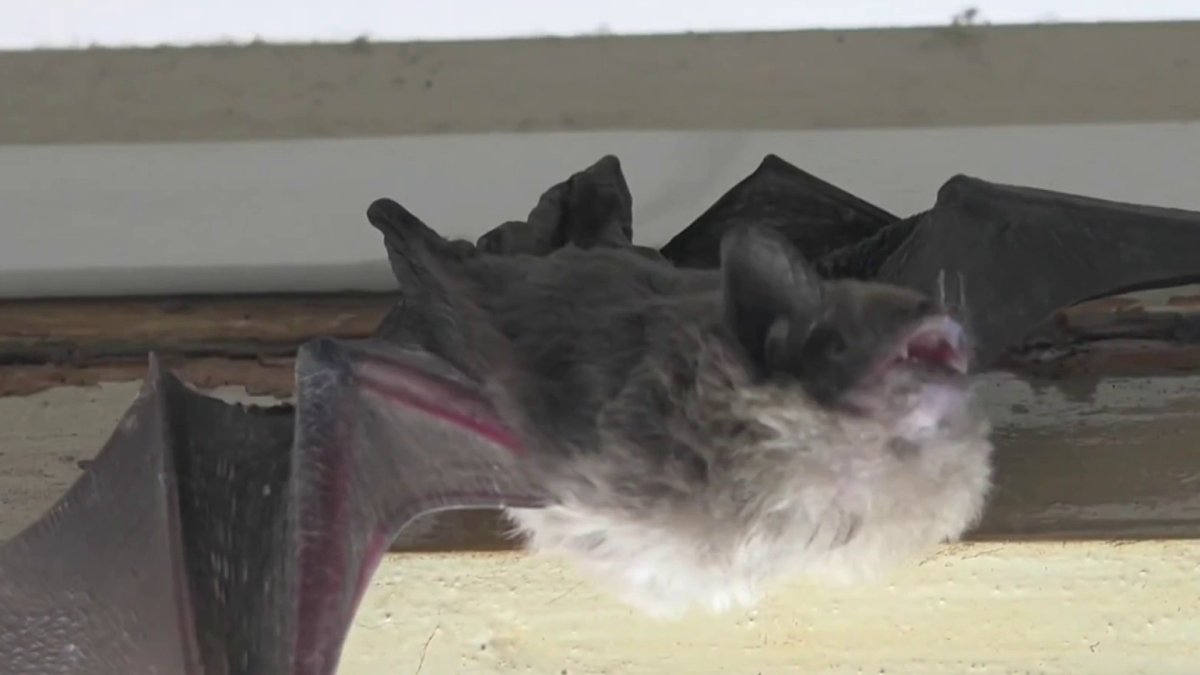 Connecticut wildlife officials explain why bats are so important – NBC ...