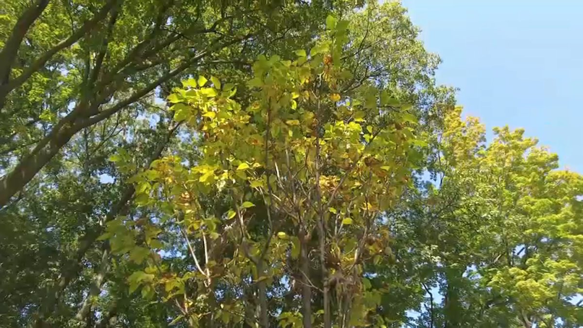 Hartford receives $6 million grant to expand tree canopy – NBC Connecticut