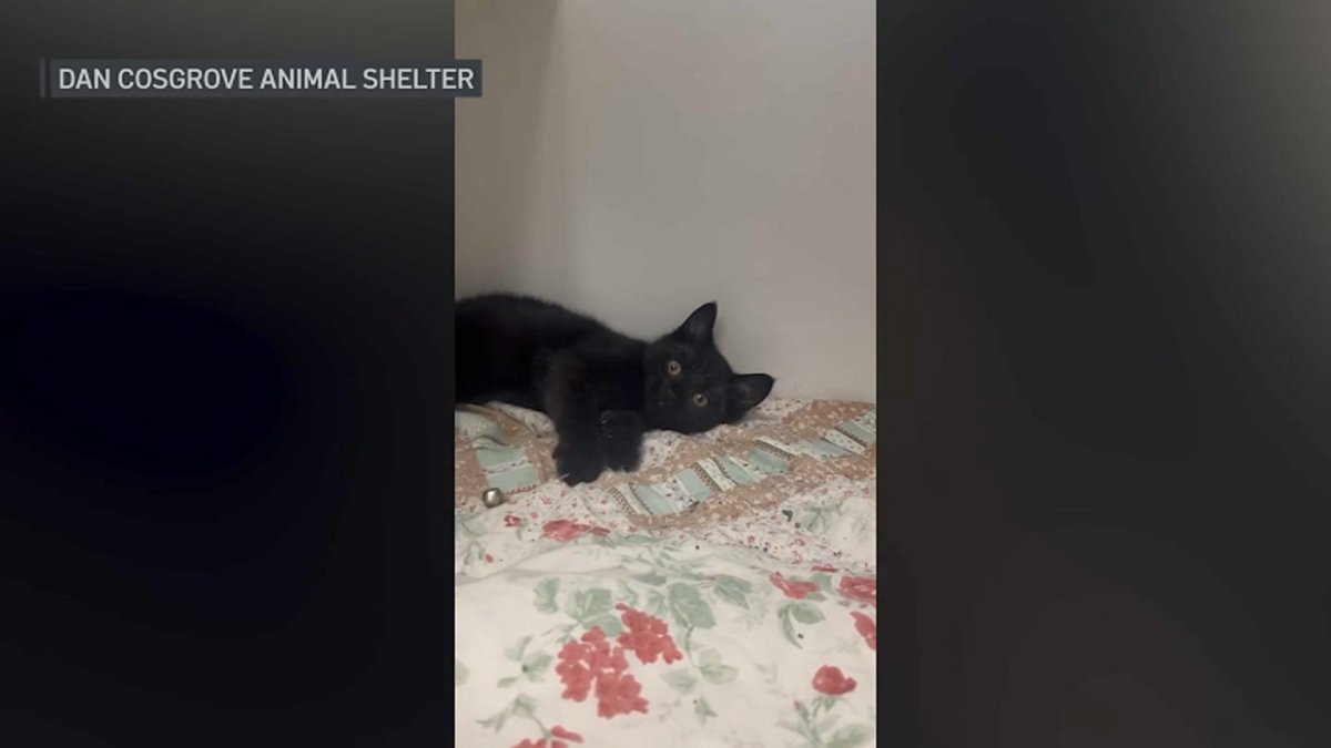Branford animal shelter credits public’s help in kitten dumping case ...