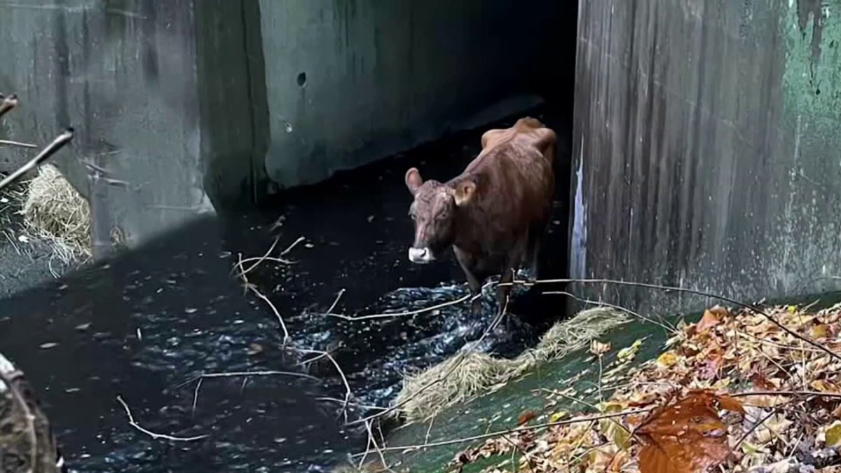 Middletown woman recounts discovery of missing cow leading to its ...