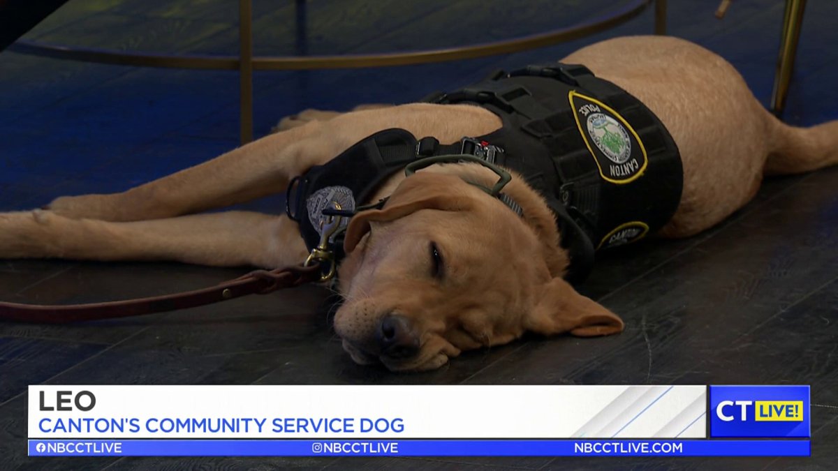 CT LIVE!: Meet Canton’s Community Service Dog – NBC Connecticut