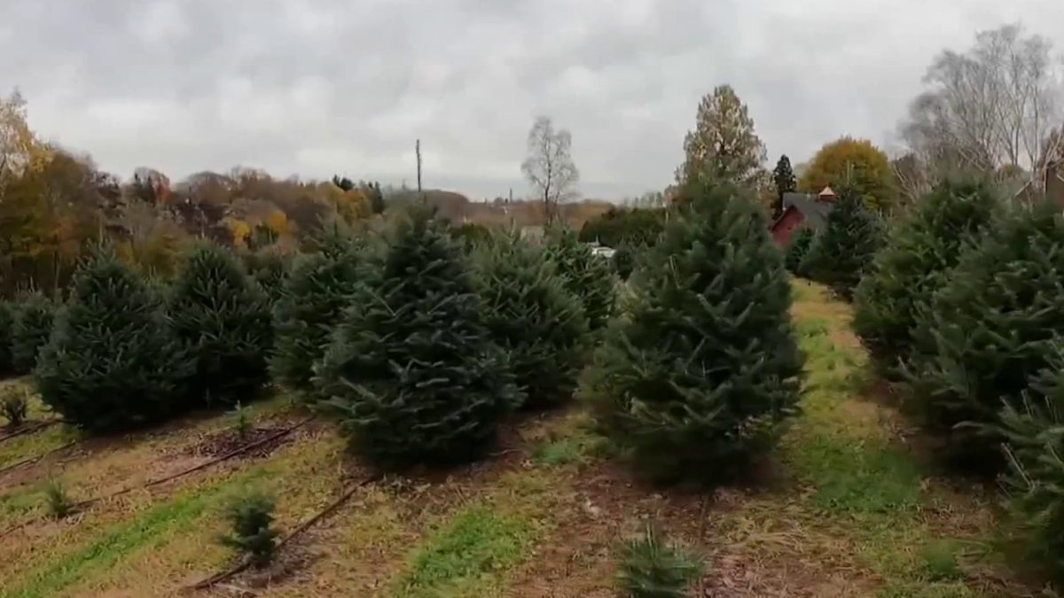 Here’s how the rainy year has impacted CT Christmas tree farms – NBC Connecticut