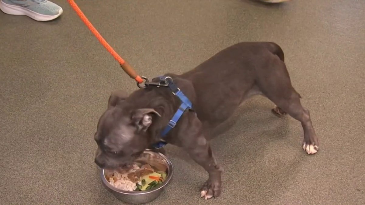 Dogs at CT Humane Society get Thanksgiving meal – NBC Connecticut