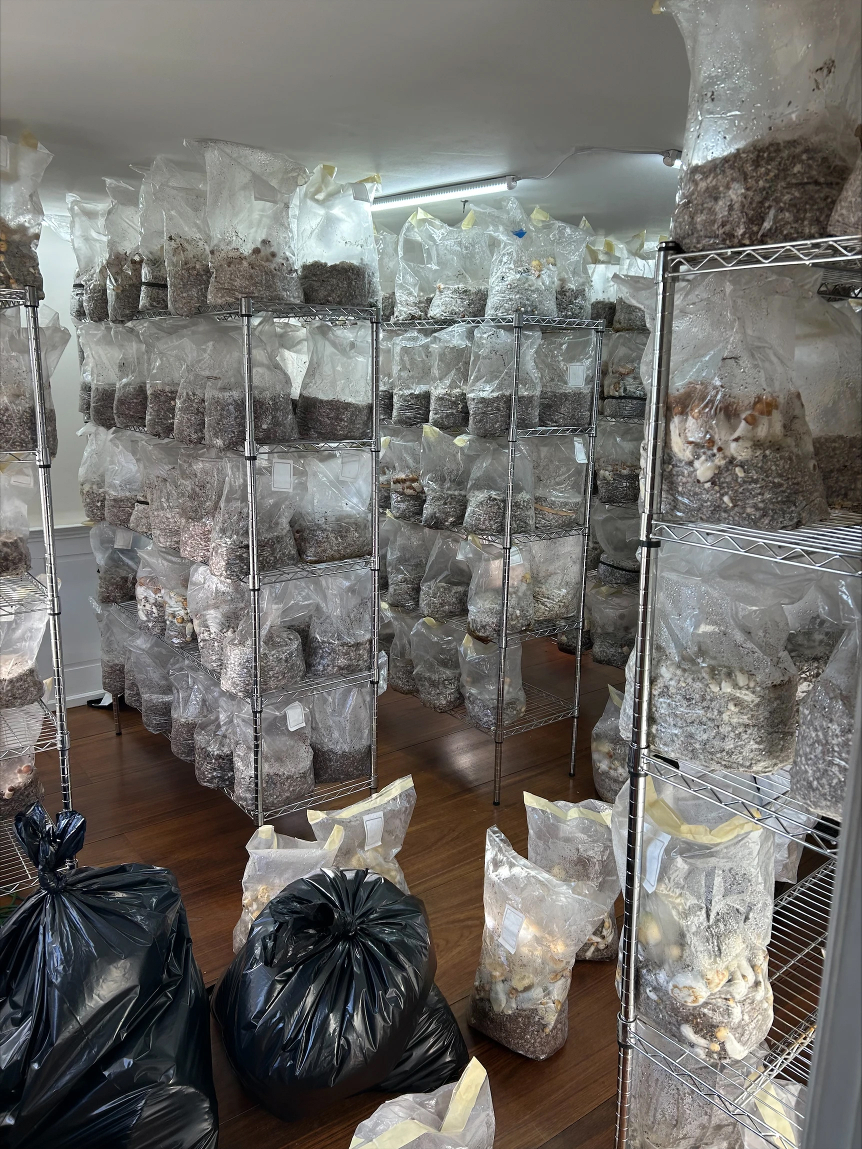 More than $8 million worth of illegal mushrooms found at Burlington ...