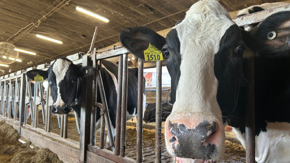 UConn research seeks to bolster heat resistance in cows – NBC Connecticut