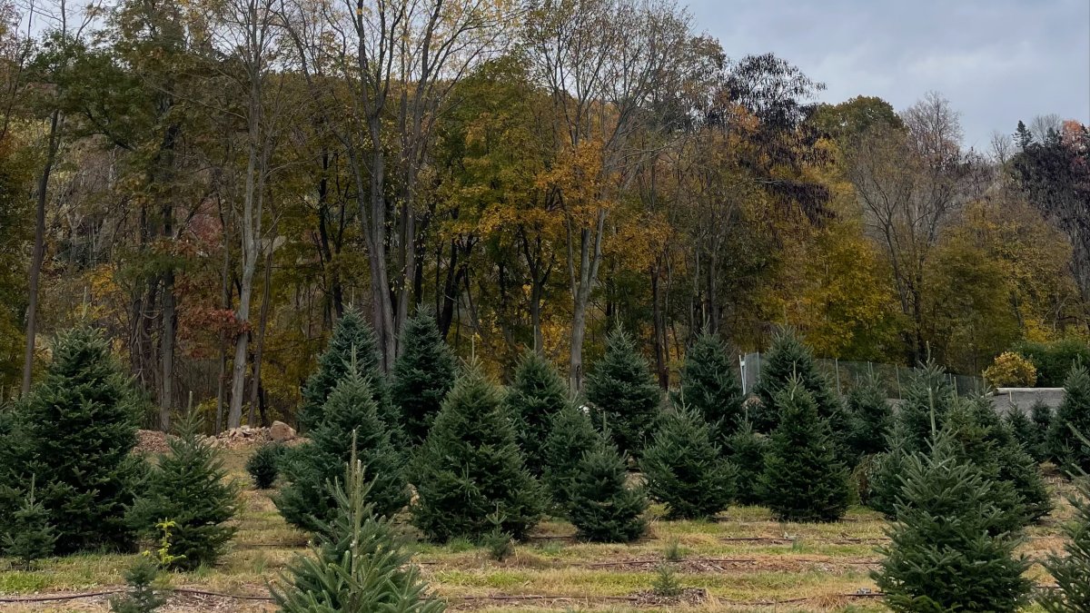Here’s how the rainy year has impacted CT Christmas tree farms – NBC ...