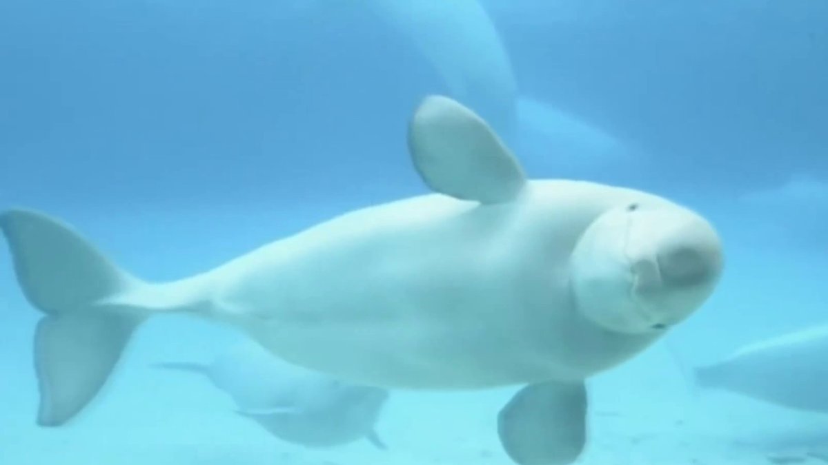 Beluga whale is in critical condition at Mystic Aquarium – NBC Connecticut