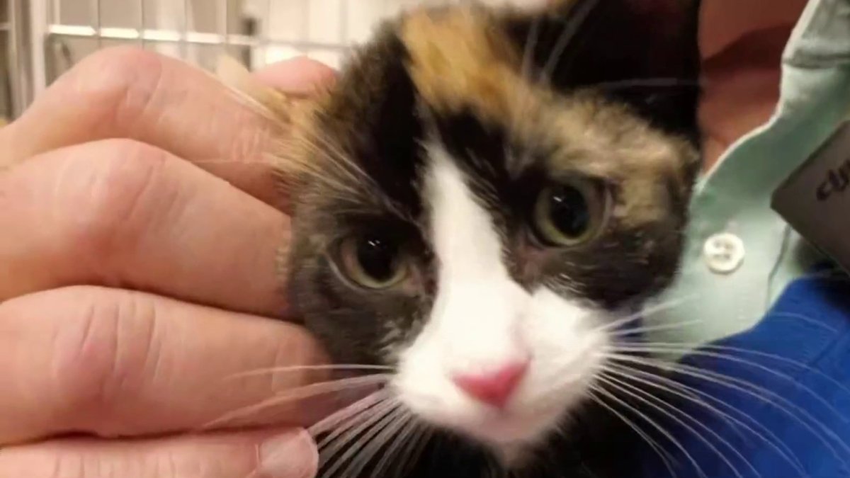 CT Humane Society and animal control centers see uptick in pets being ...