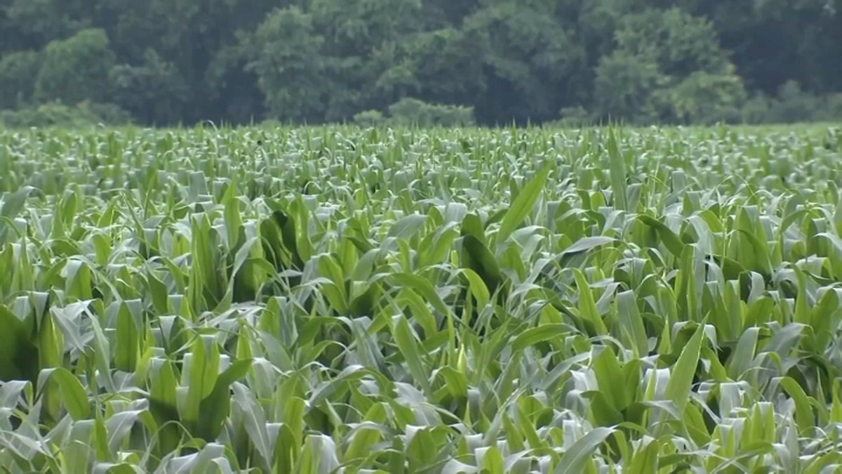 Funding to help educate new farmers in Connecticut – NBC Connecticut