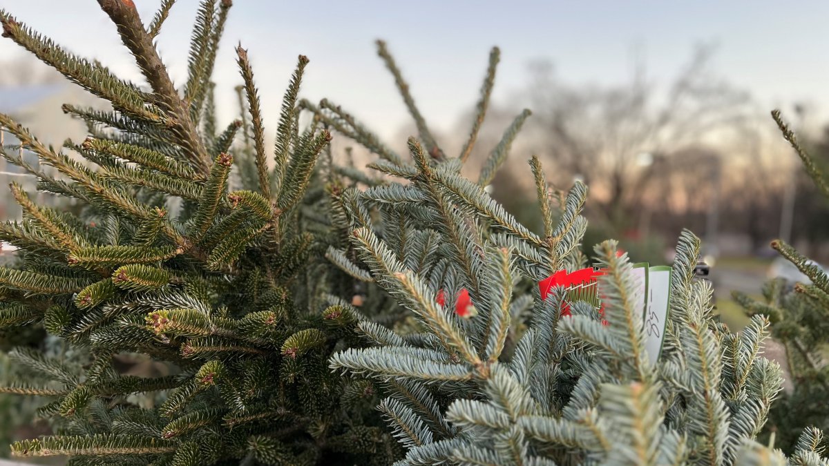Christmas tree grower in Connecticut ready for busy weekends ahead ...