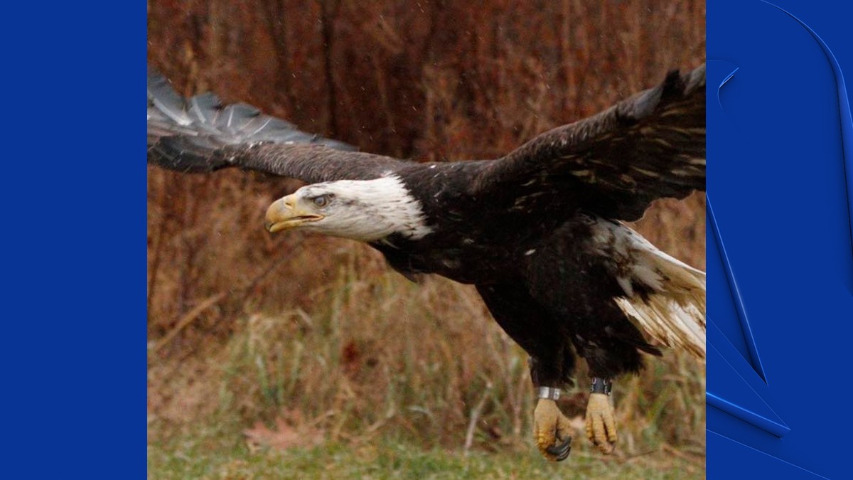 Injured bald eagle takes flight months after being hit by car – NBC ...