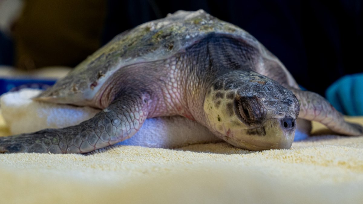 Mystic Aquarium treats sea turtle found cold-stunned and abandoned ...