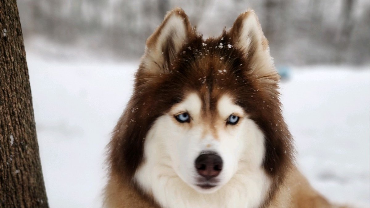 PHOTOS: Pets across Connecticut enjoying the snow! – NBC Connecticut