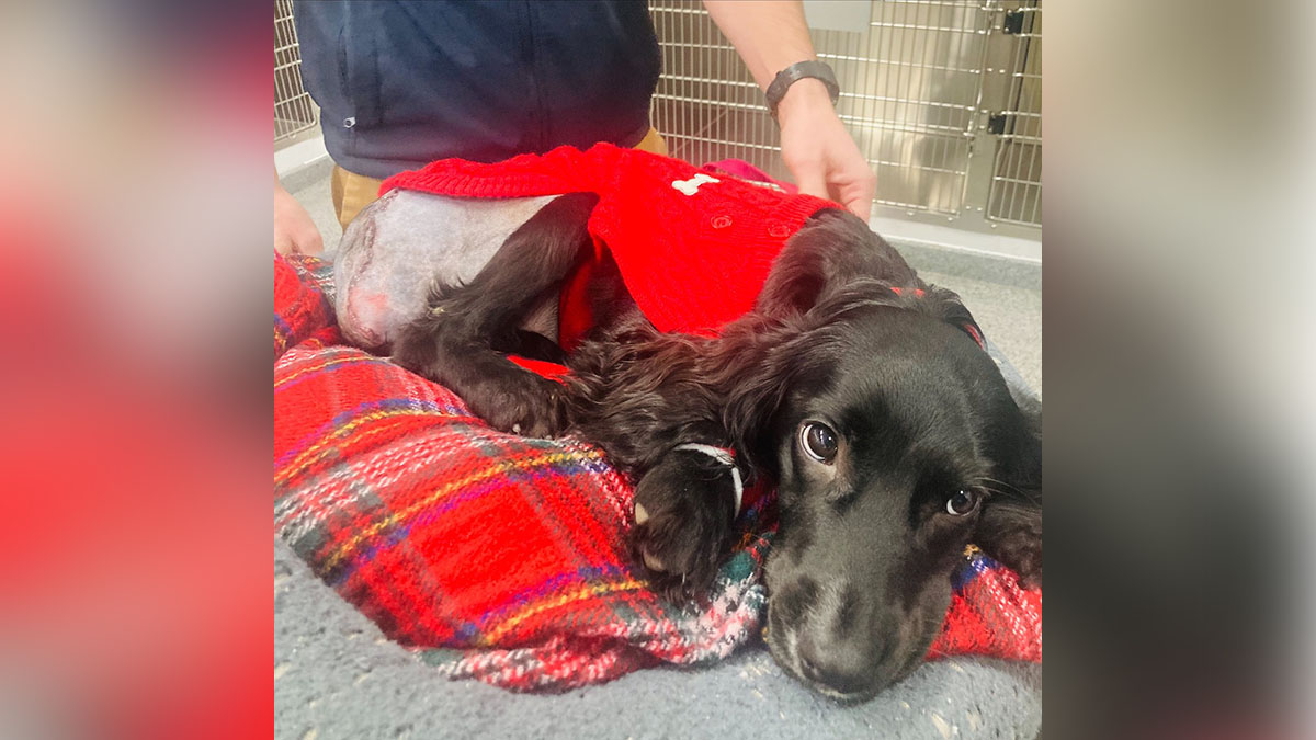 Meet Ariel, the formerly 6-legged dog who underwent surgery to remove ...