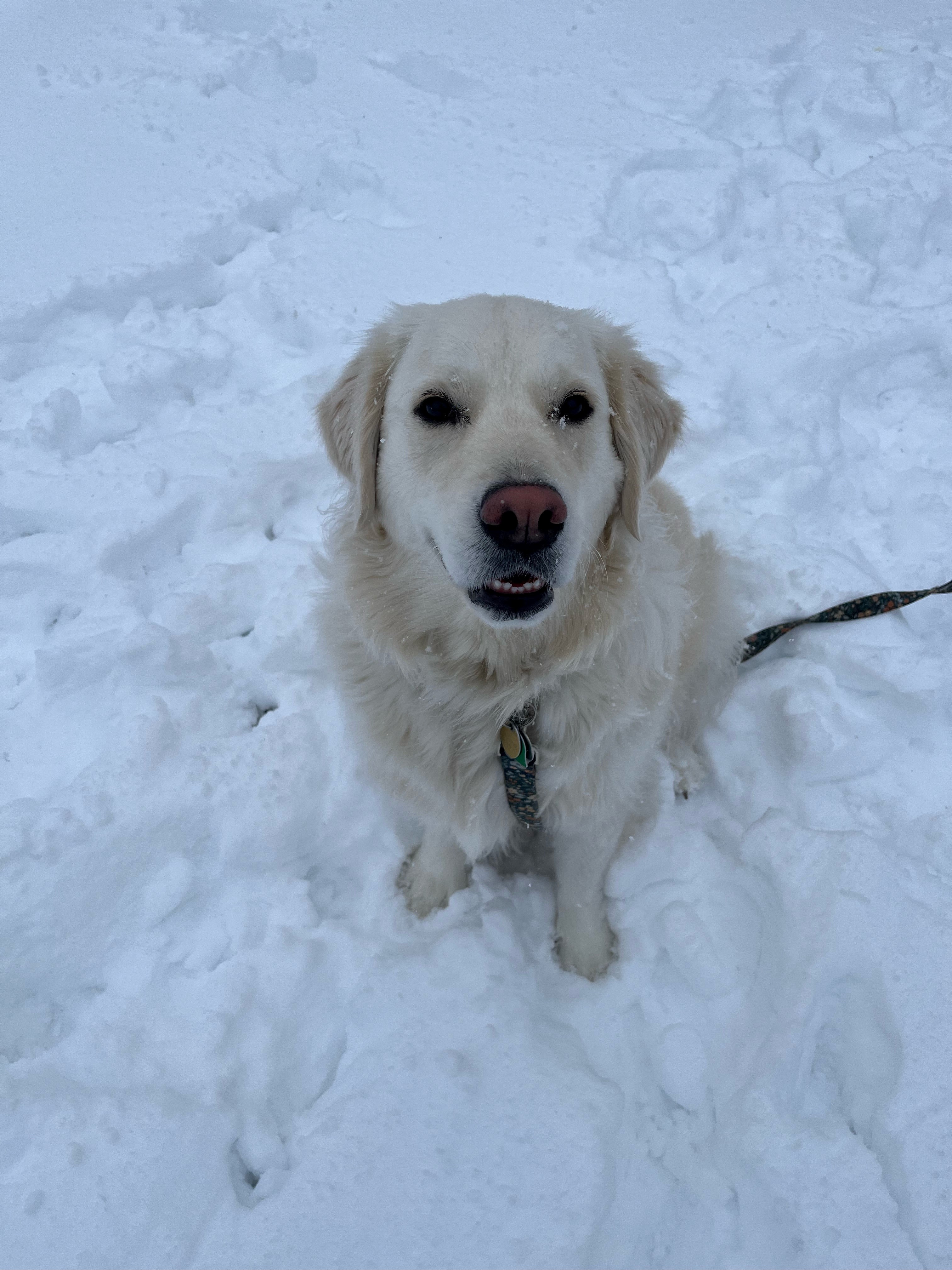 PHOTOS: Pets across Connecticut enjoying the snow! – NBC Connecticut