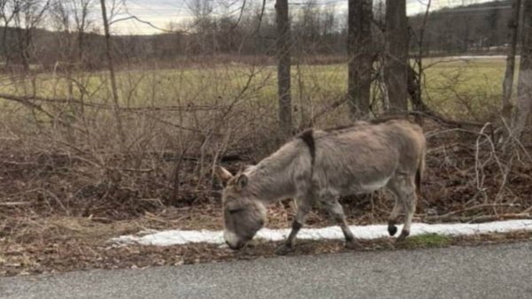 Reward being offered for return of missing donkey in Bethlehem, Conn ...