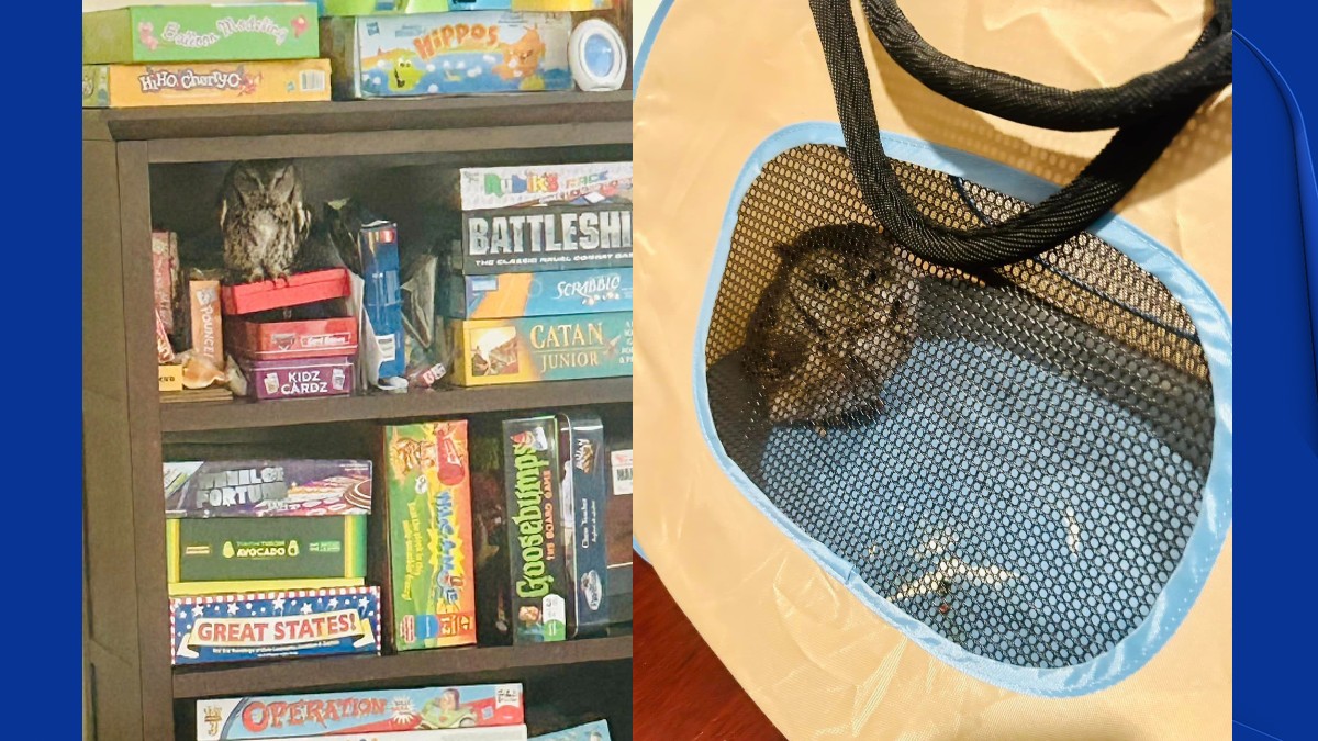 Police officer helps rescue owl from inside West Hartford home – NBC ...