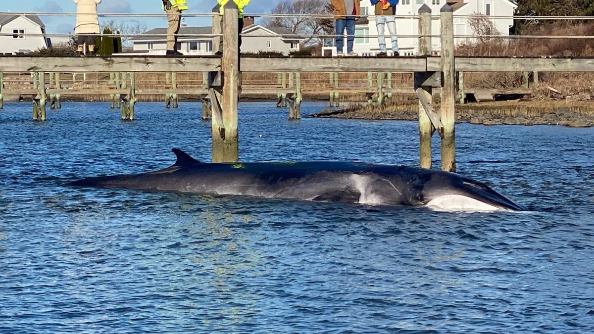 Whale in poor condition after being stranded in RI pond – NBC Connecticut