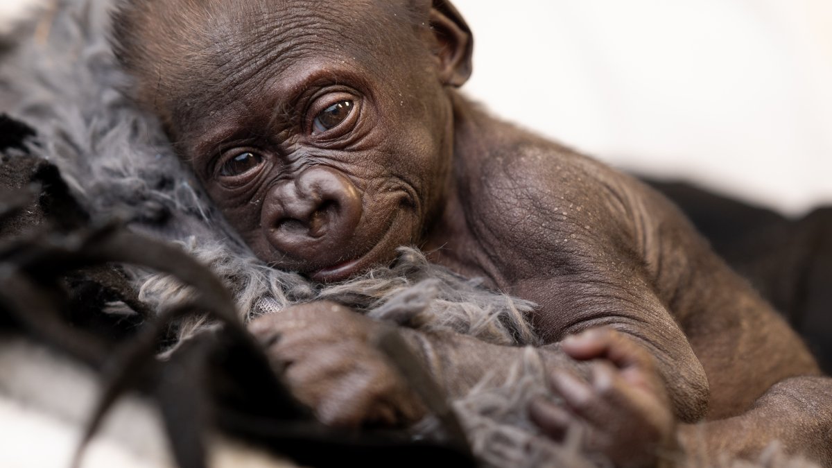 Fort Worth Zoo announces birth of baby gorilla born in emergency C ...