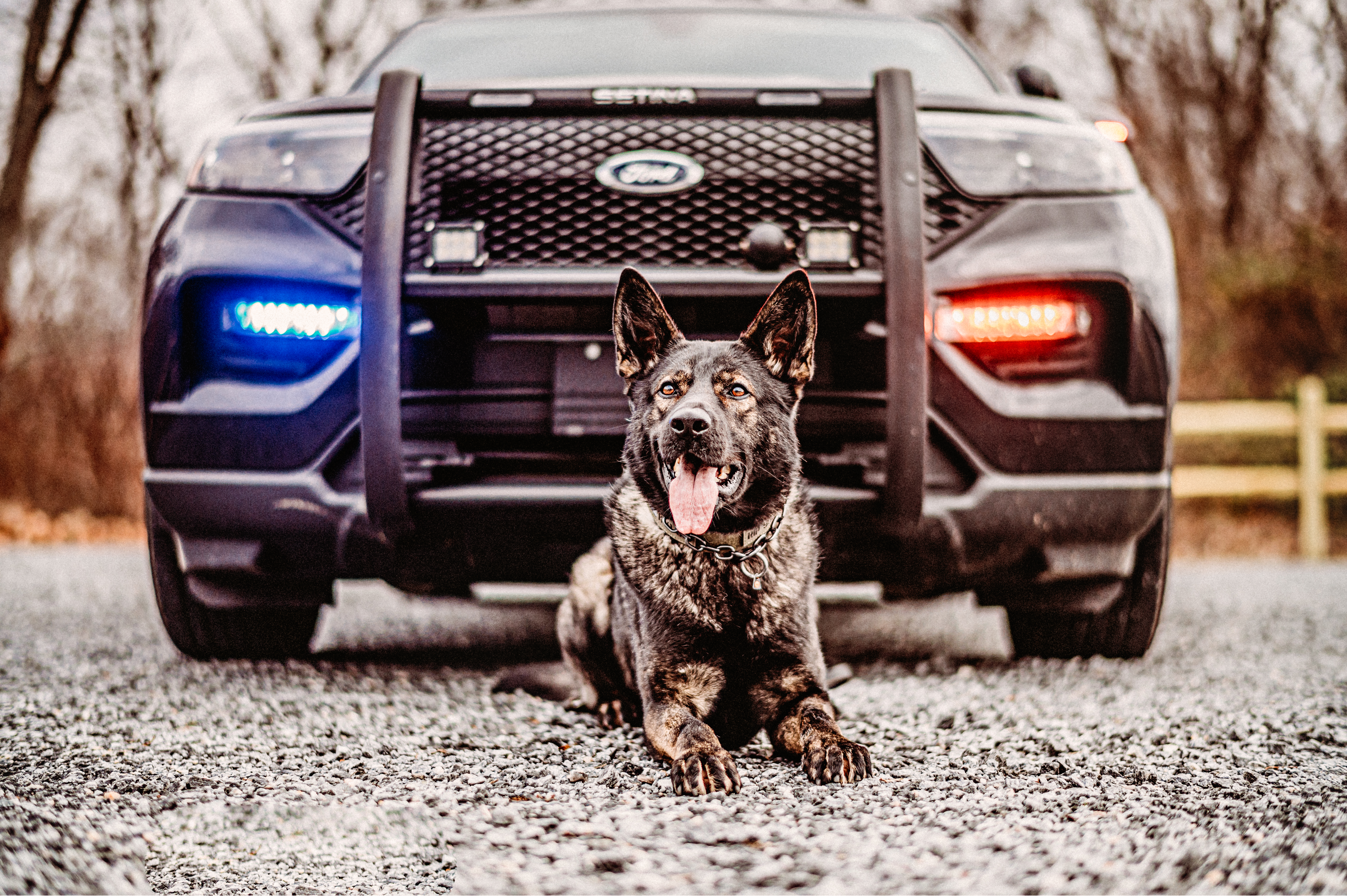 Supporting retired K9s – NBC Connecticut