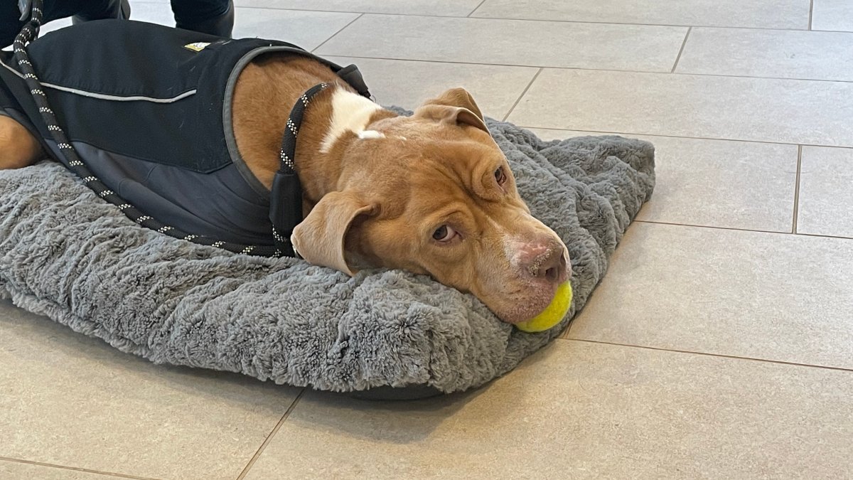 Emaciated dog being nursed back to health at Dan Cosgrove Animal ...