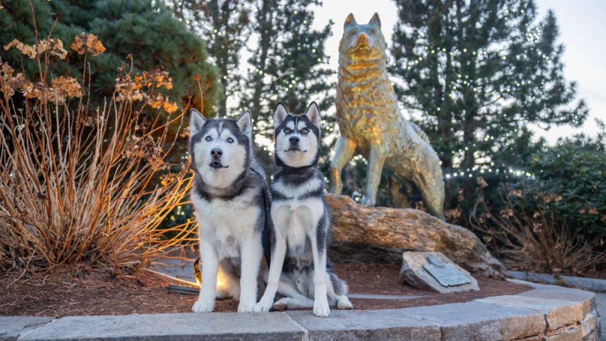 After months of training, Jonathan XV is becoming UConn’s top dog – NBC ...