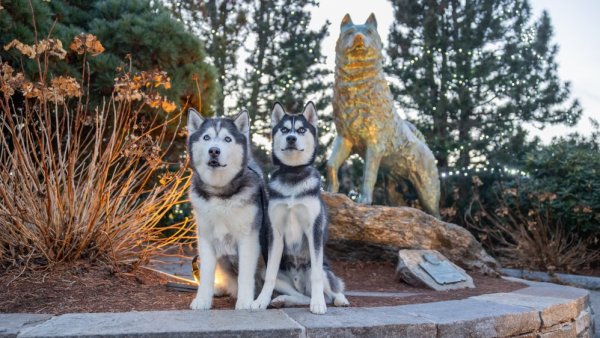 After months of training, Jonathan XV is becoming UConn’s top dog – NBC ...