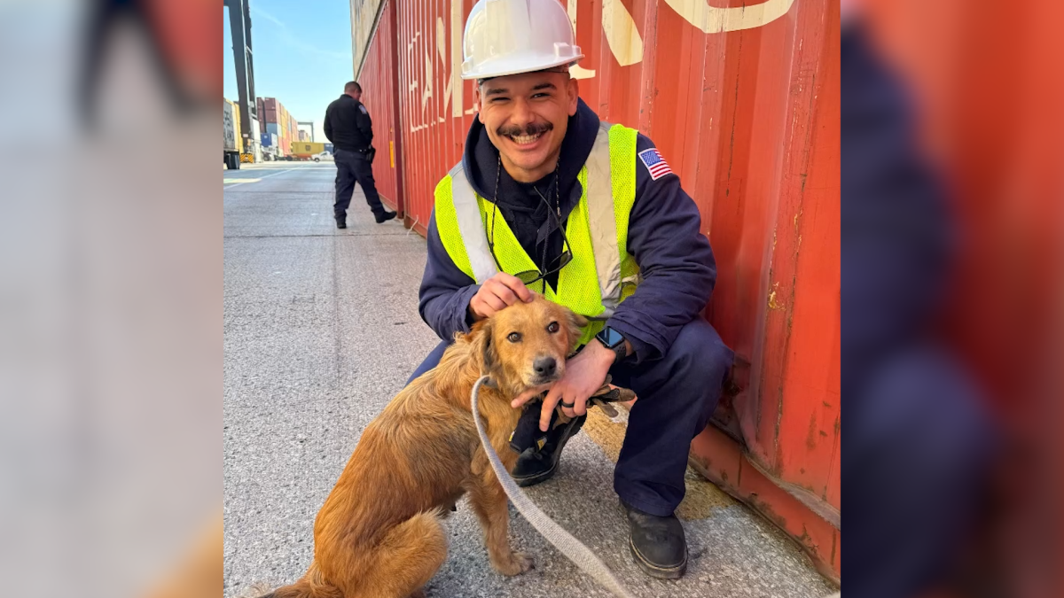 WATCH: Coast Guard rescues dog trapped inside shipping container – NBC ...
