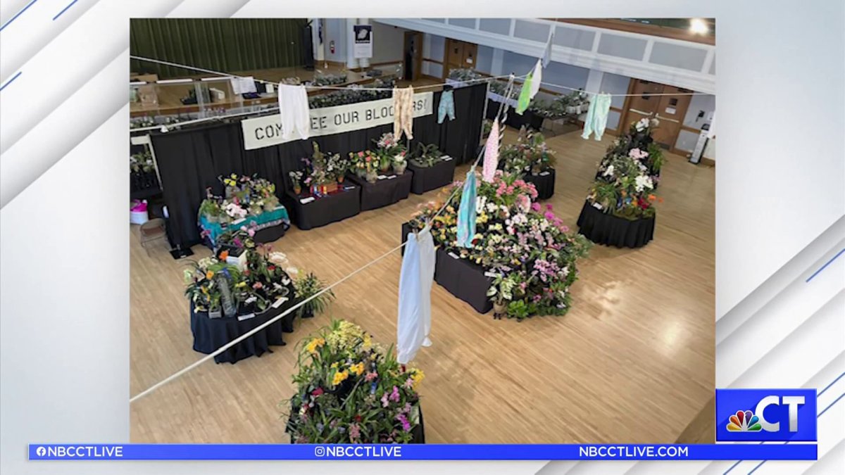 CT LIVE!: Nutmeg State Orchid Society Show – NBC Connecticut