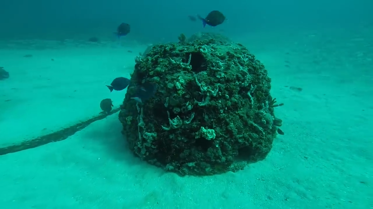 Florida charity offers coral reef memorials rather than funerals – NBC ...