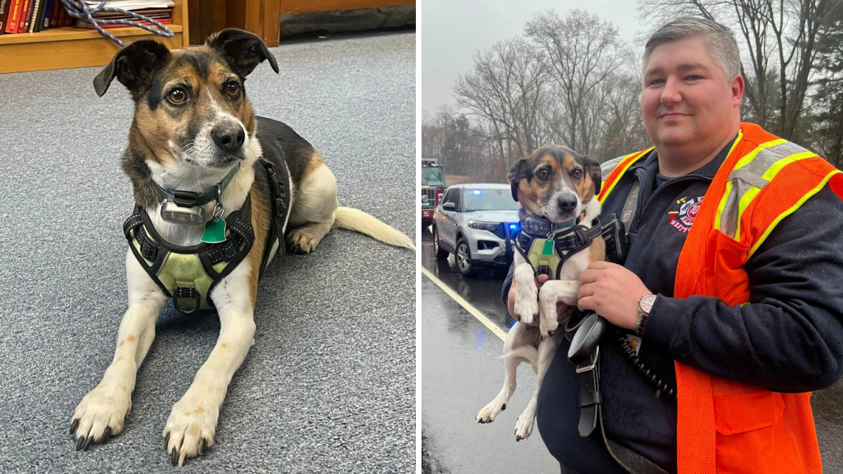 Crash sends ‘pawrents’ to the hospital. Firefighter makes sure puppy is ...