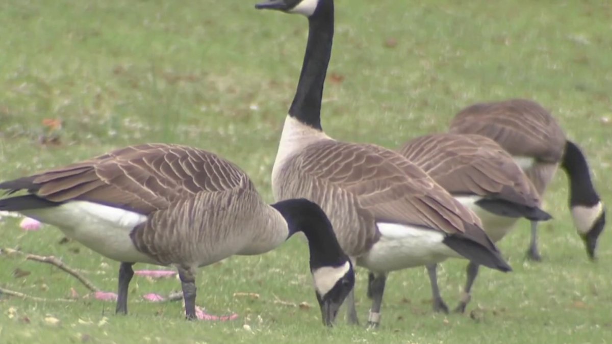 City of Bristol considers options to deal with influx of geese – NBC ...