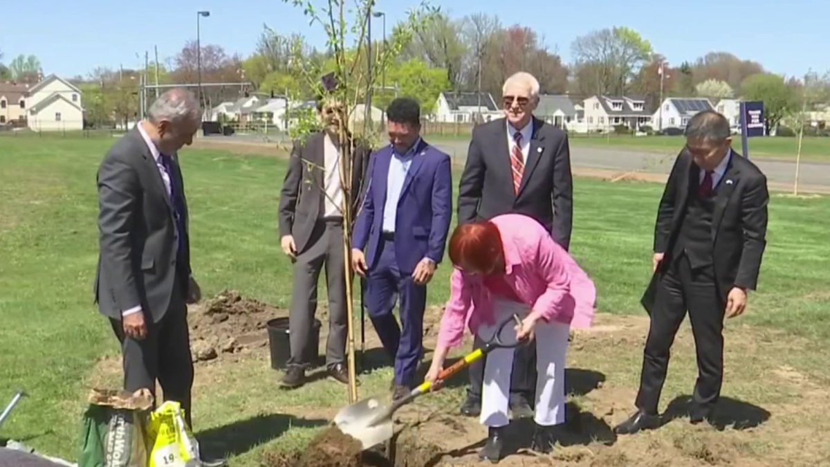 East Hartford plants dozens of cherry blossom trees for Earth Day – NBC ...