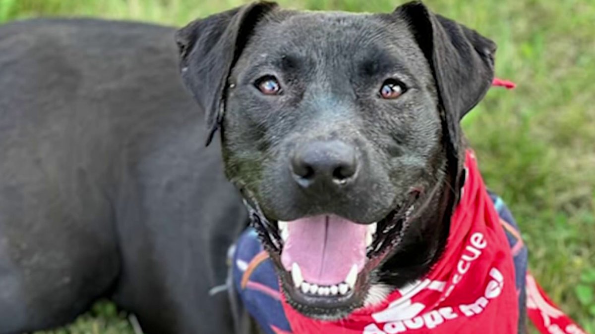 Adoptable Polly is looking for her forever home – NBC Connecticut