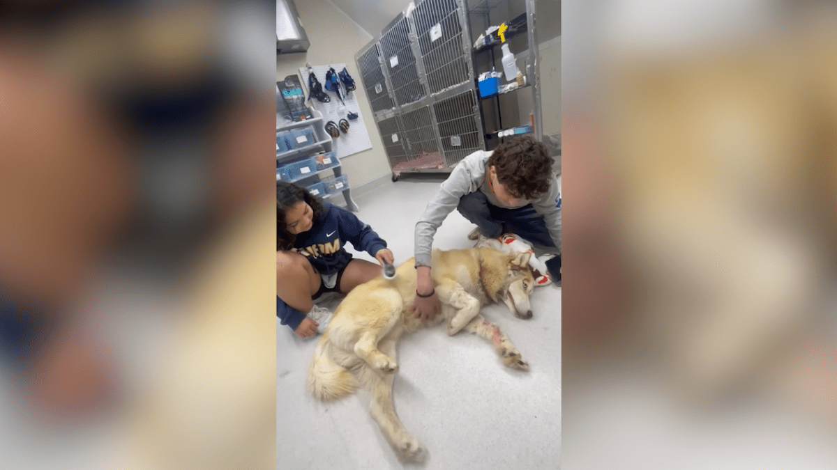 Bake sale will raise money for medical bills for a husky shot in the ...