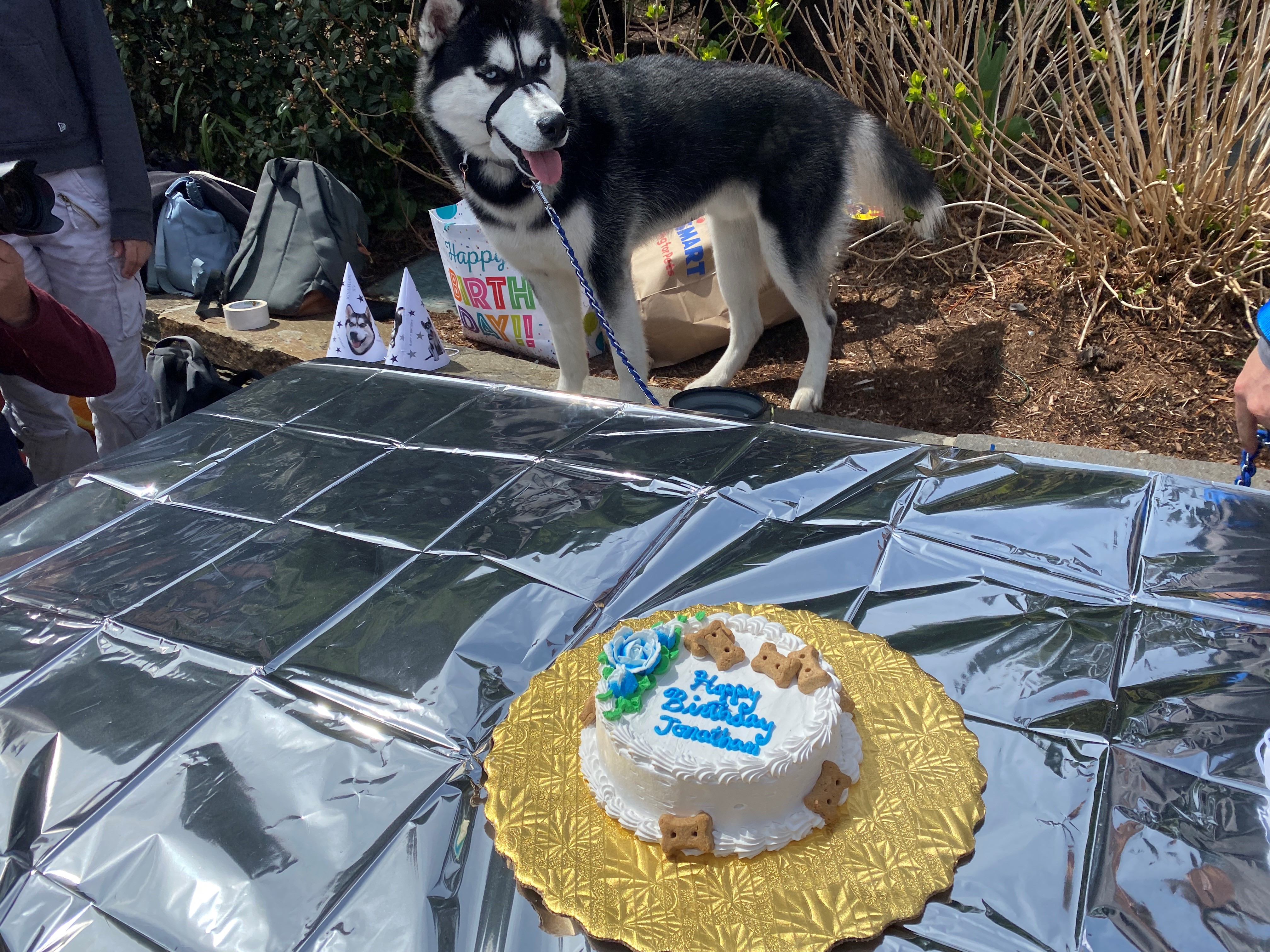 UConn’s Jonathan the Husky turns 1 – NBC Connecticut