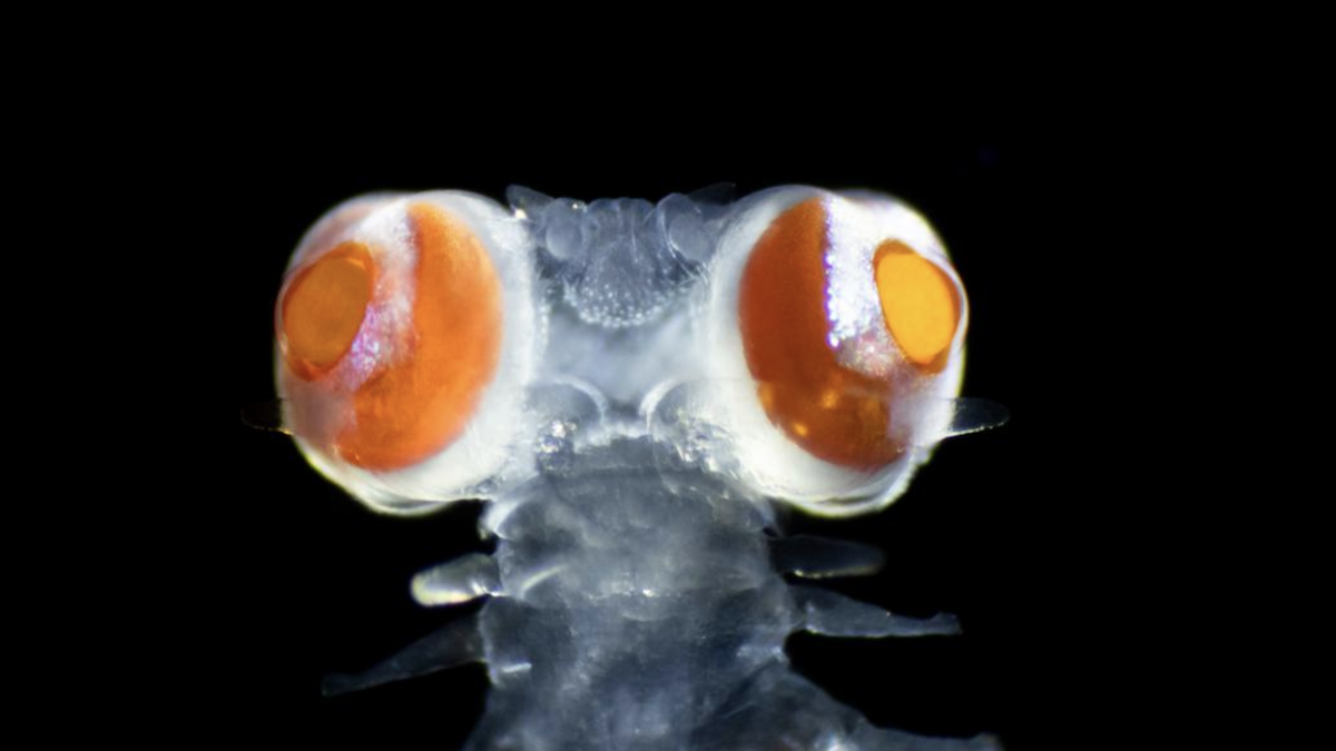 Nocturnal marine worm from the Mediterranean Sea has eyes as sharp as ...