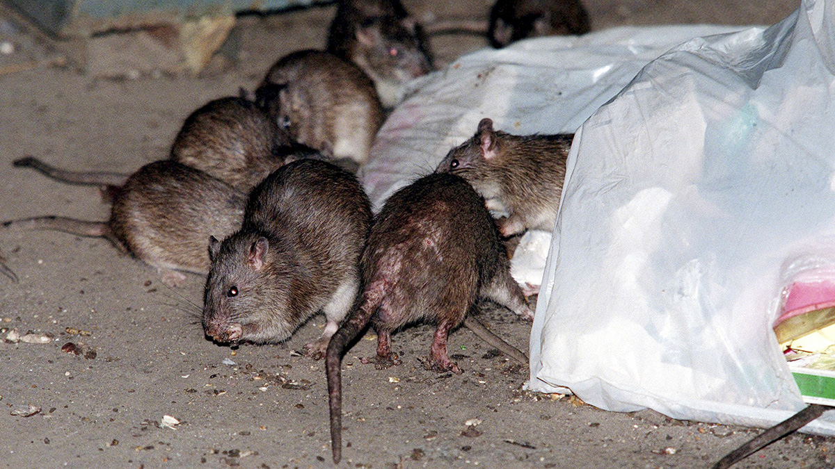 How brown rats conquered North American cities – NBC Connecticut
