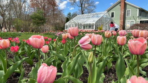 When and where to see spring blossoms in CT – NBC Connecticut