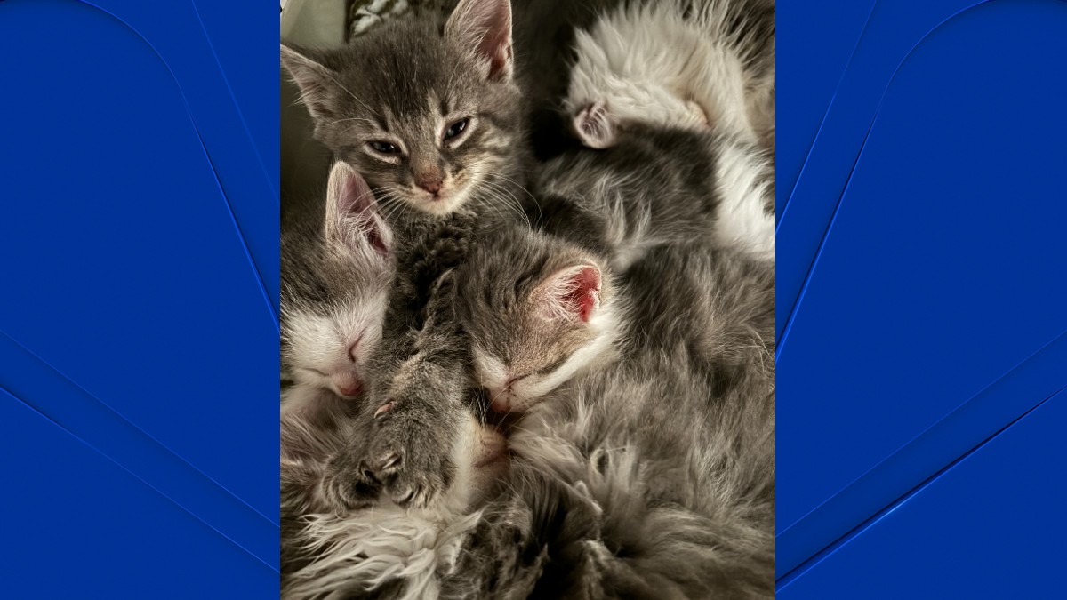 Abandoned Hamden kittens being nursed by local cat rescue – NBC Connecticut