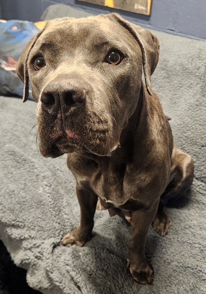 Wolcott police arrest man accused of dumping nursing dog, selling her ...