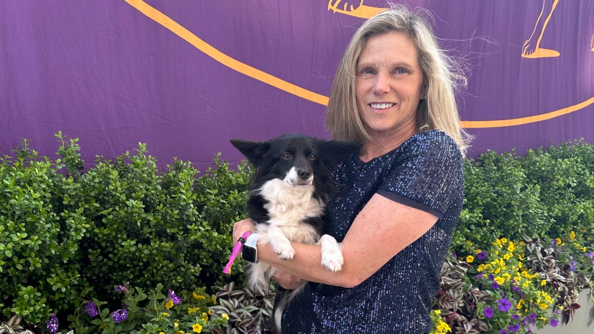 Westminster dog show has its first mixed-breed agility winner – NBC ...