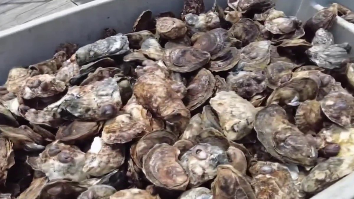 Shellfish lovers can find the best seafood spots with ‘Oyster Trail ...