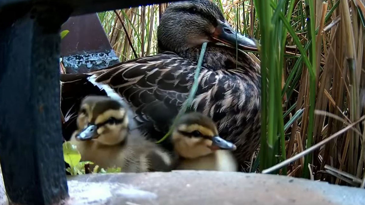 Mama Stanley the duck welcomes 7 ducklings on CCSU campus – NBC Connecticut