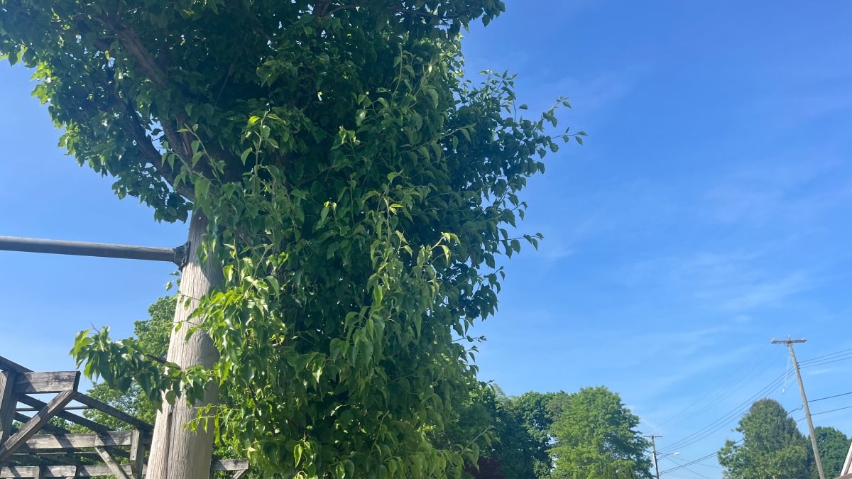 CT adds to invasive plants species list for first time in several years ...