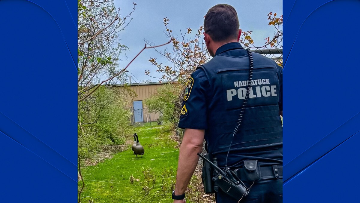 Baby goose rescued by Naugatuck police officers – NBC Connecticut