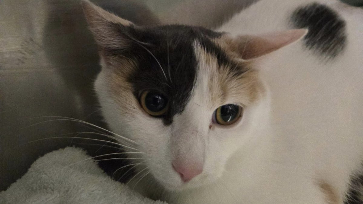 Animal control looking for owner of cat found in crate at Bristol park ...