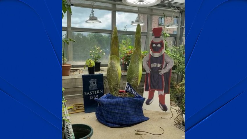 How you can see the rare twin ‘corpse flower’ in Connecticut – NBC ...
