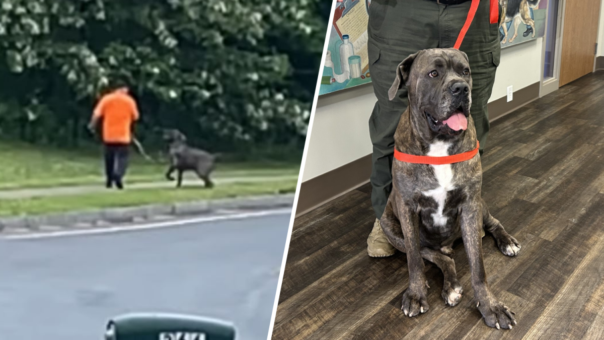 Video helps identify man accused of kicking dog in East Haven – NBC ...